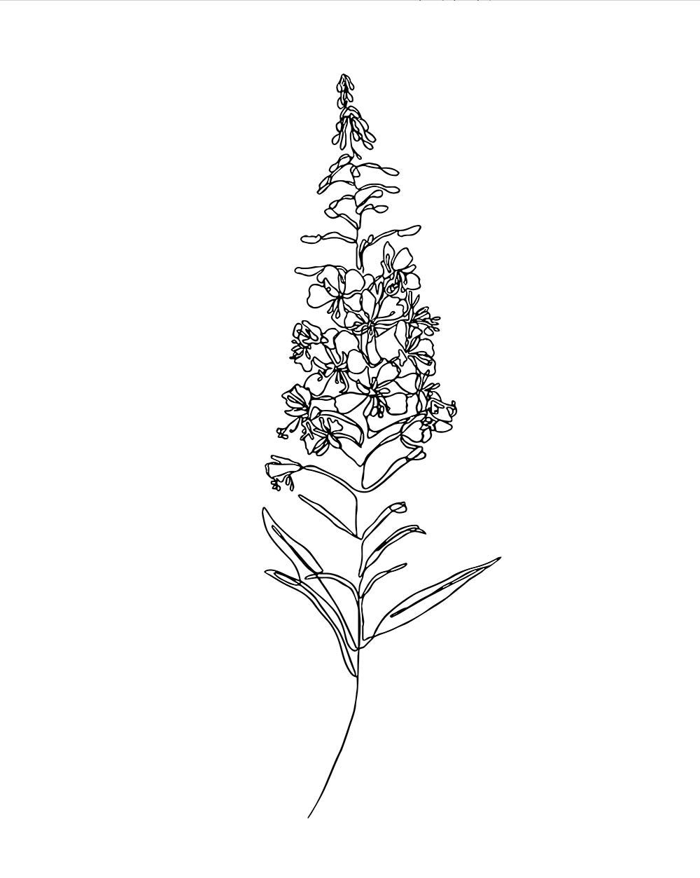 Fireweed Clip Art